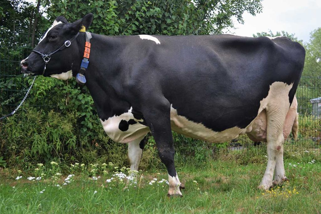 LWZ Eichhof: Neue Kuh im Club der 100.000 Liter-Kühe – Landesbetrieb ...