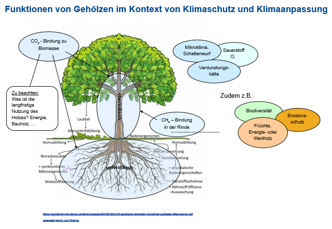 Die Walnuss – beliebteste Baumkultur in Agroforstsystemen in ...